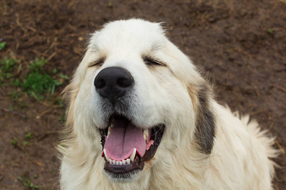 Great Pyrenees and Dog Sibling Patiently Wait to See Baby Goats ...
