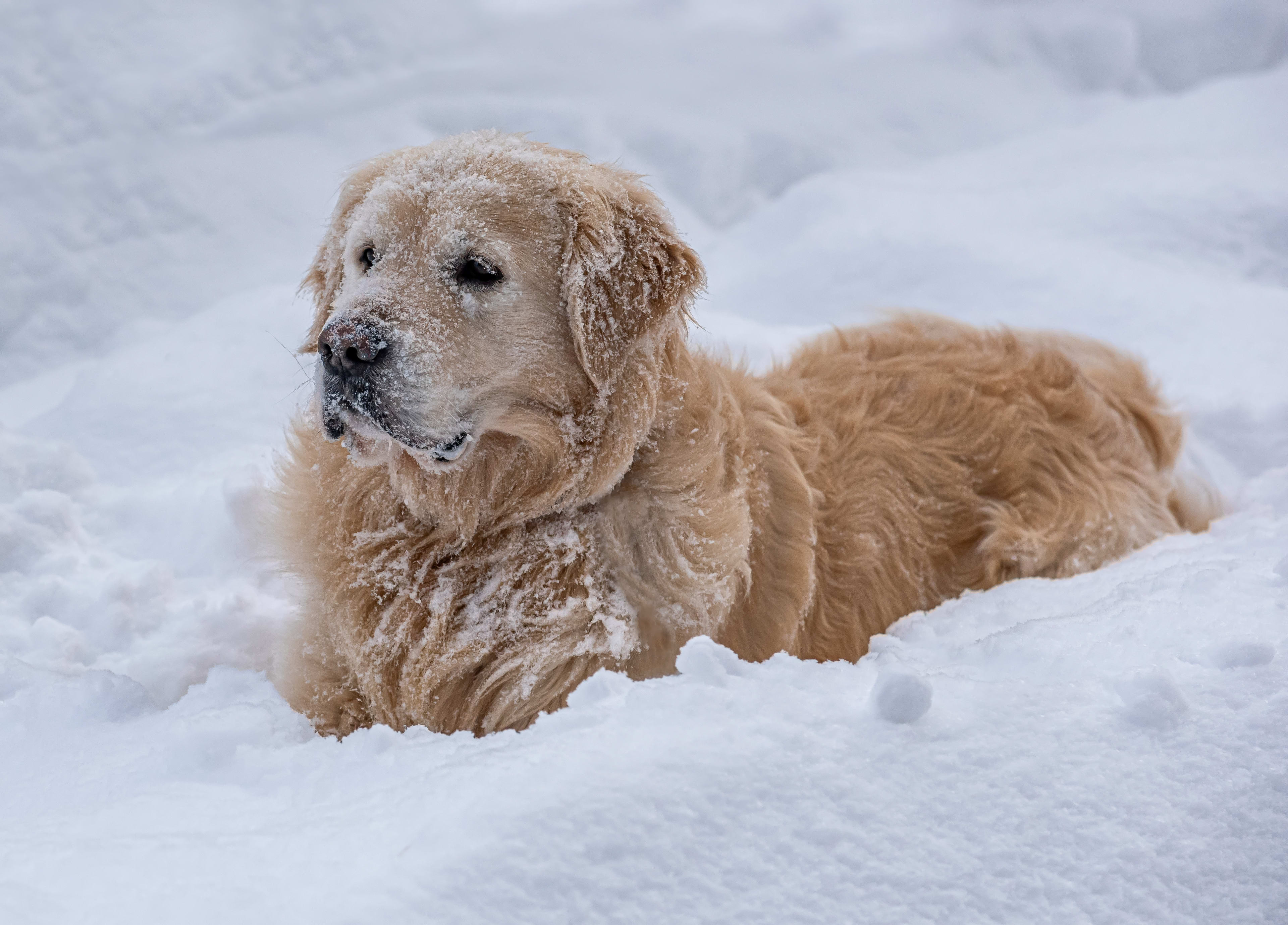 Golden Retriever Basking in the Cold Is in His Happy Place - Parade Pets