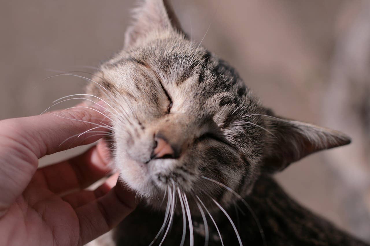 8 Signs You Should Get a Cat, According to a Vet - Parade Pets
