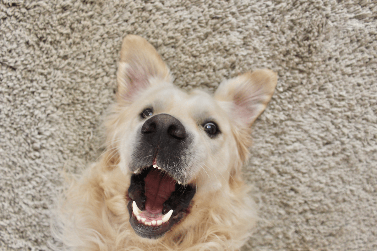 Goldendoodle Edited Like a Horror Movie Trailer Is Accidentally ...