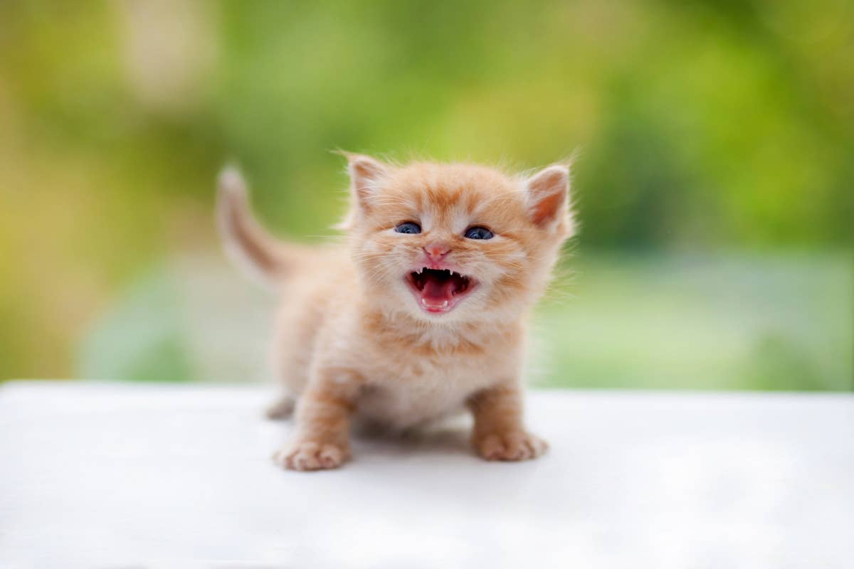 Tiny Orange Kitten Has the 'Quietest Meow Ever Heard' and It's Pure ...