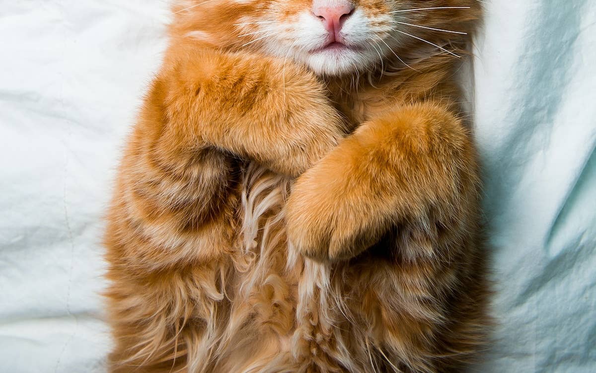 Orange Rescue Cat With Unique Front Legs Always Looks Deep in Thought ...