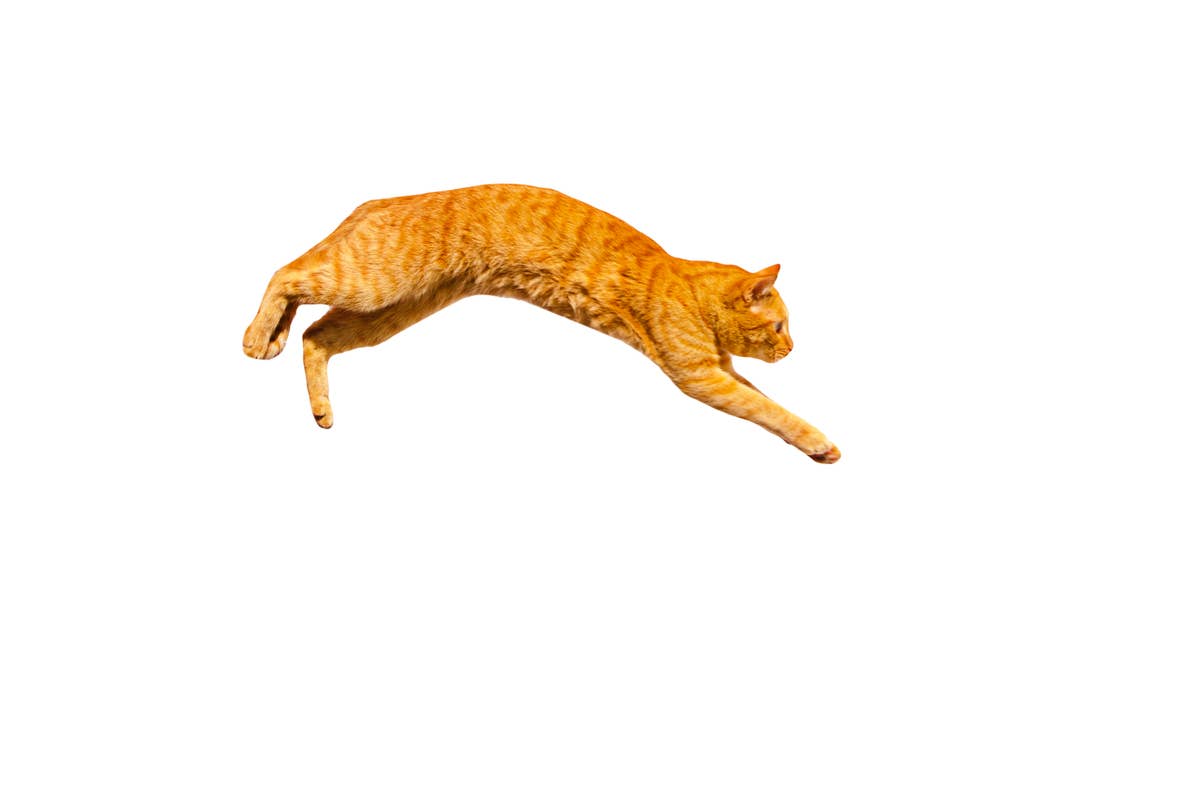 Orange Cat's Dramatic Leap to Top of the Fridge Is Giving True 'Free ...