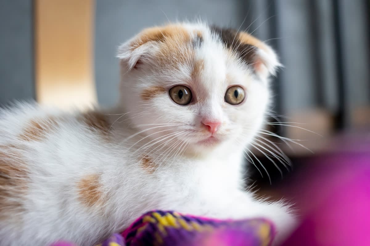 Abused Rescue Calico Kitten Is Now Playing Again and Even Has a Rat ...