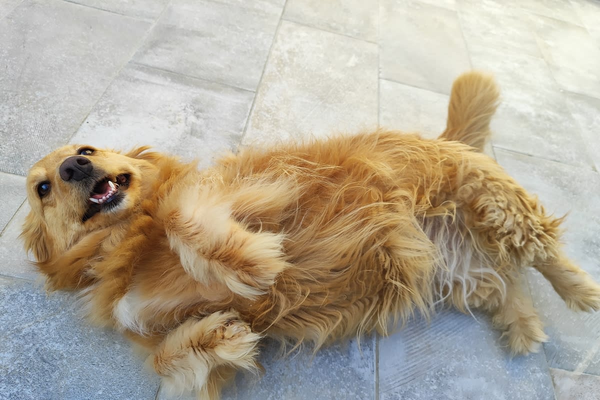 Golden Retriever Gives 'No Fluffs' for Being in the Way Like a True ...