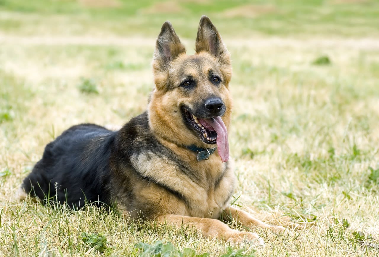 6 Boldest Dog Breeds, According to a Professional Trainer - Parade Pets