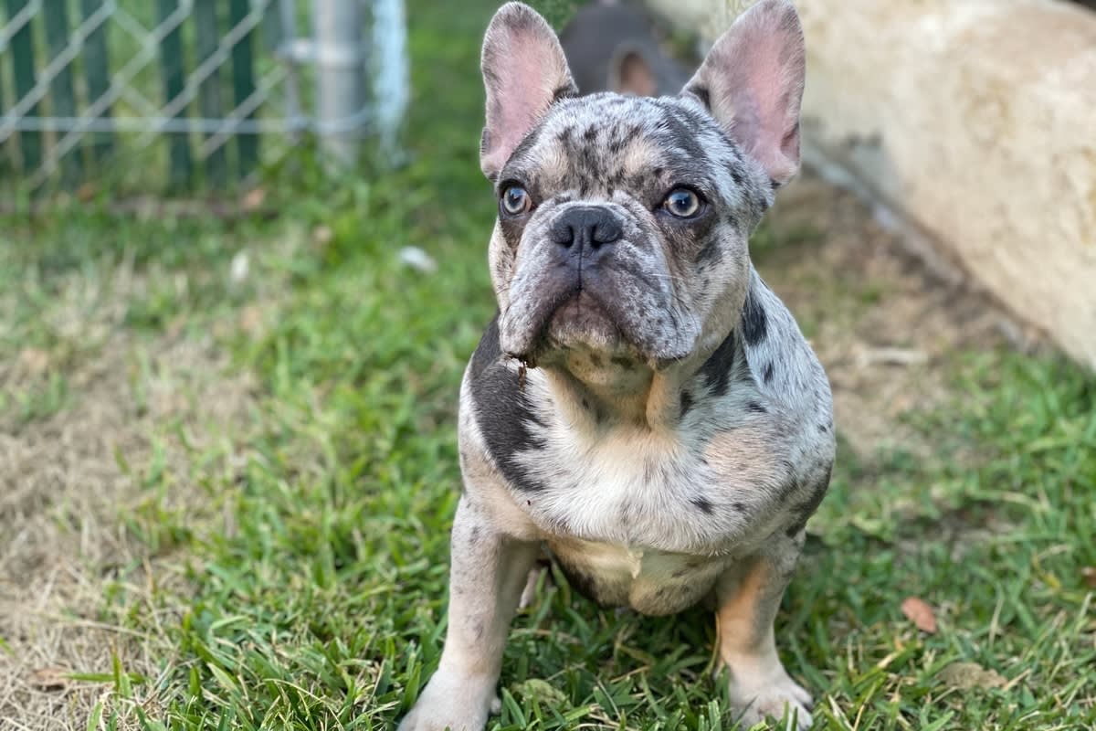 French Bulldog Surrendered for ‘Aggression’ Shows a Sweet Turnaround in ...
