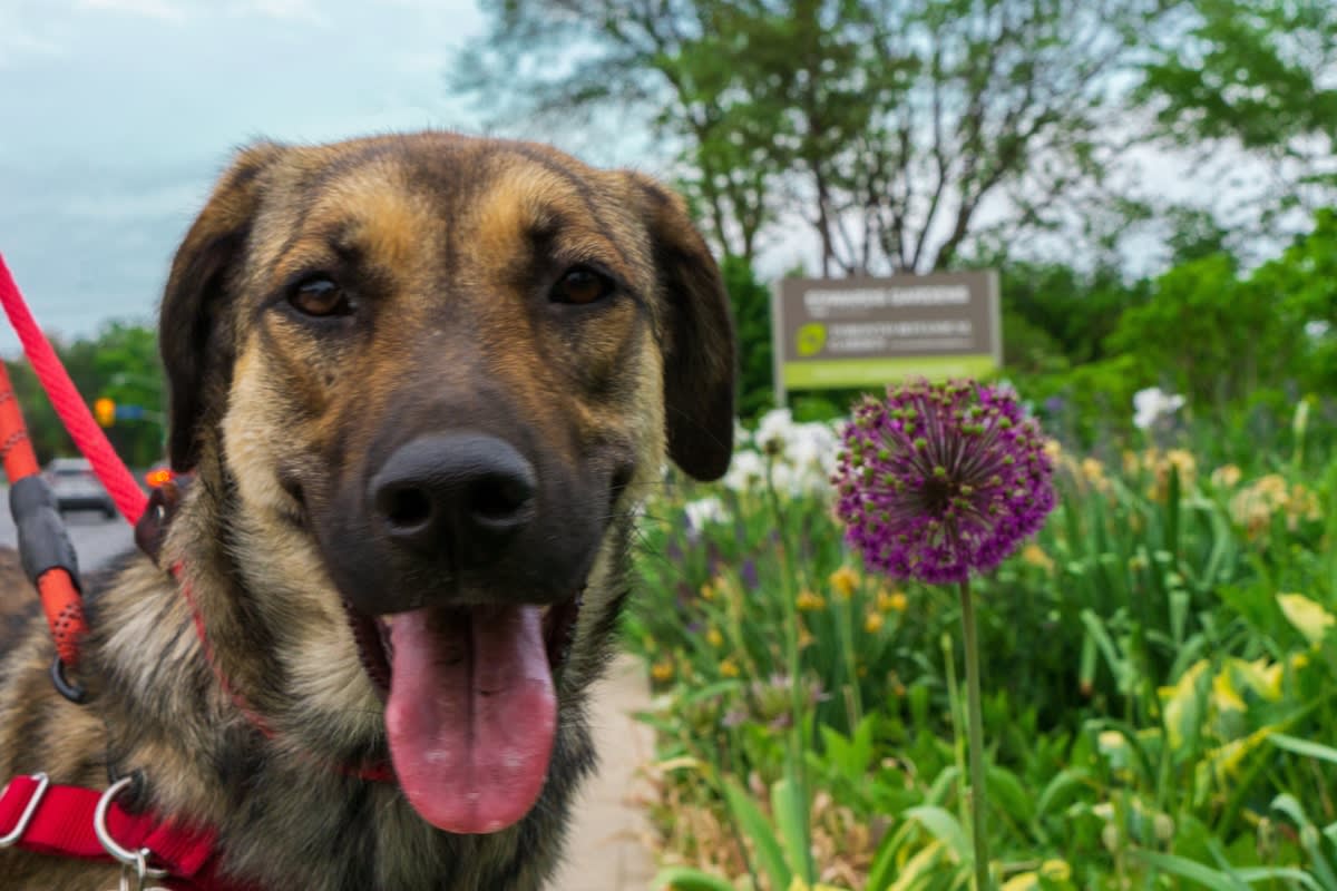 Rescue Dog's First Beach Day After Miraculous Recovery Is Pure Joy ...