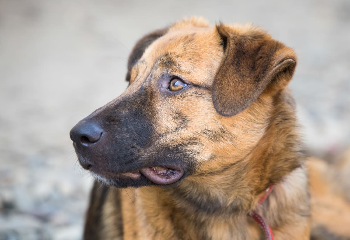 Rescue Dog's Pure Sadness When Dad Leaves for the Gym Is Heartbreaking ...