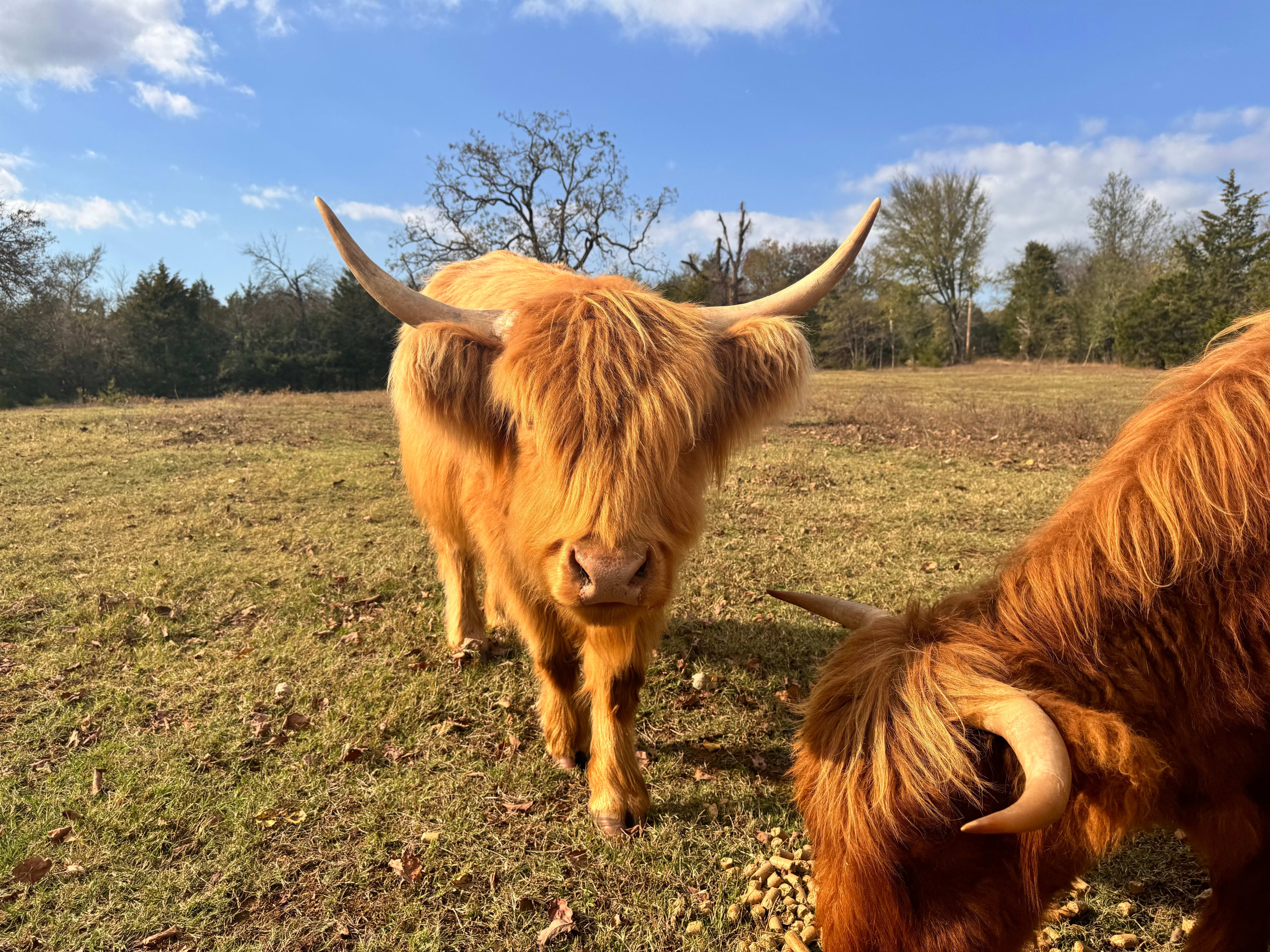 Mini Highland Cow Cattle Drive Is Just the Cutest - Parade Pets