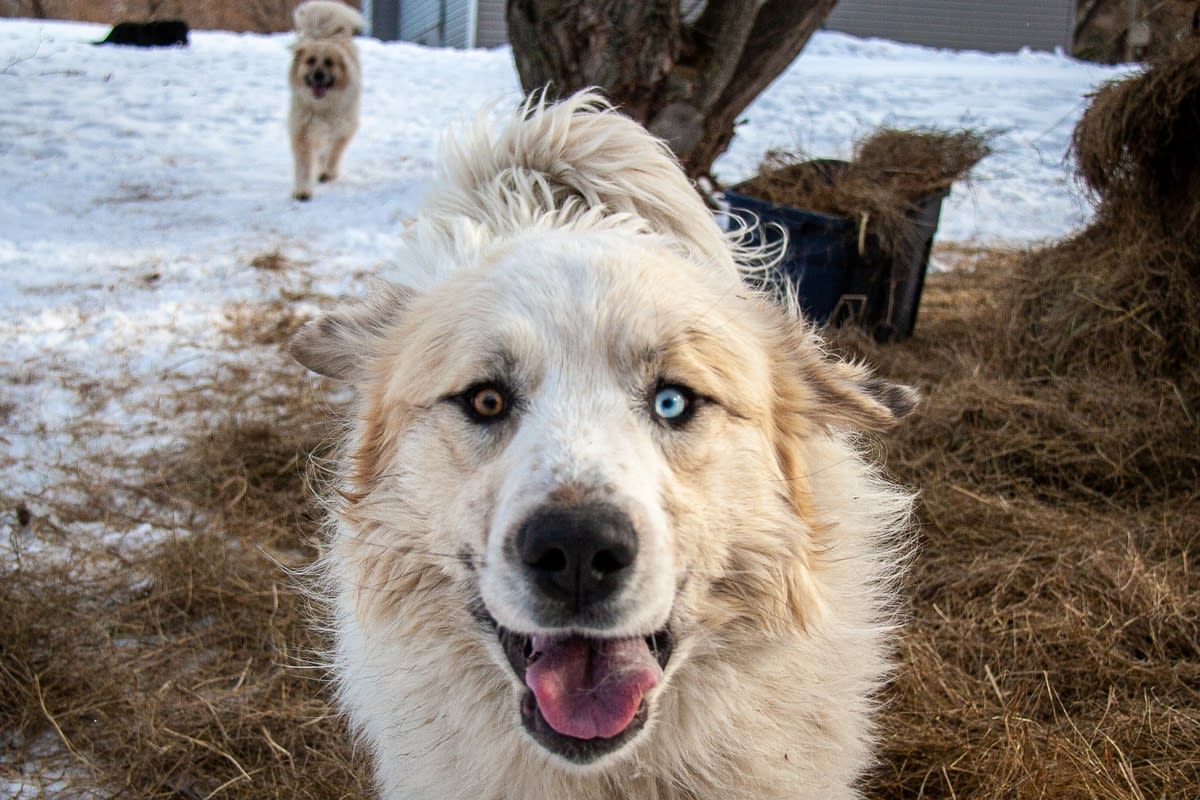 Livestock Guardian Dogs Line Up for Snacks From Dad in Perfect ...
