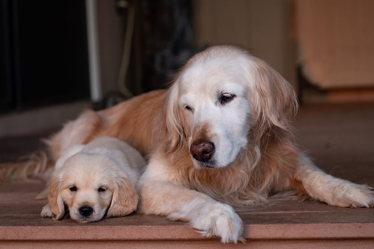 Golden Retriever Tries to Convince Puppy Sibling to Give Up Dog Bed and ...