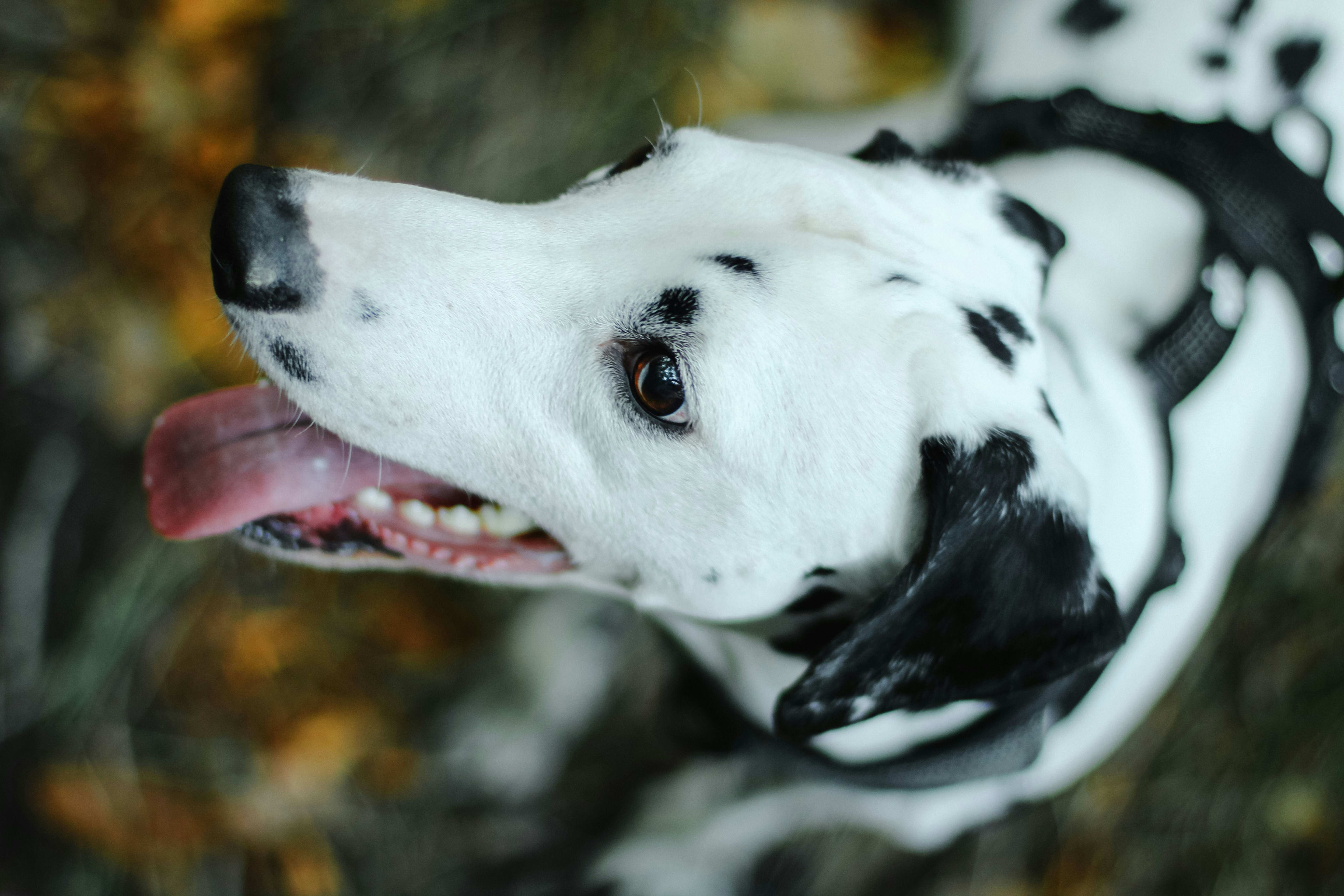 Baby's Comical Reaction To Meeting Dalmatian Puppy Should Win 'Best ...