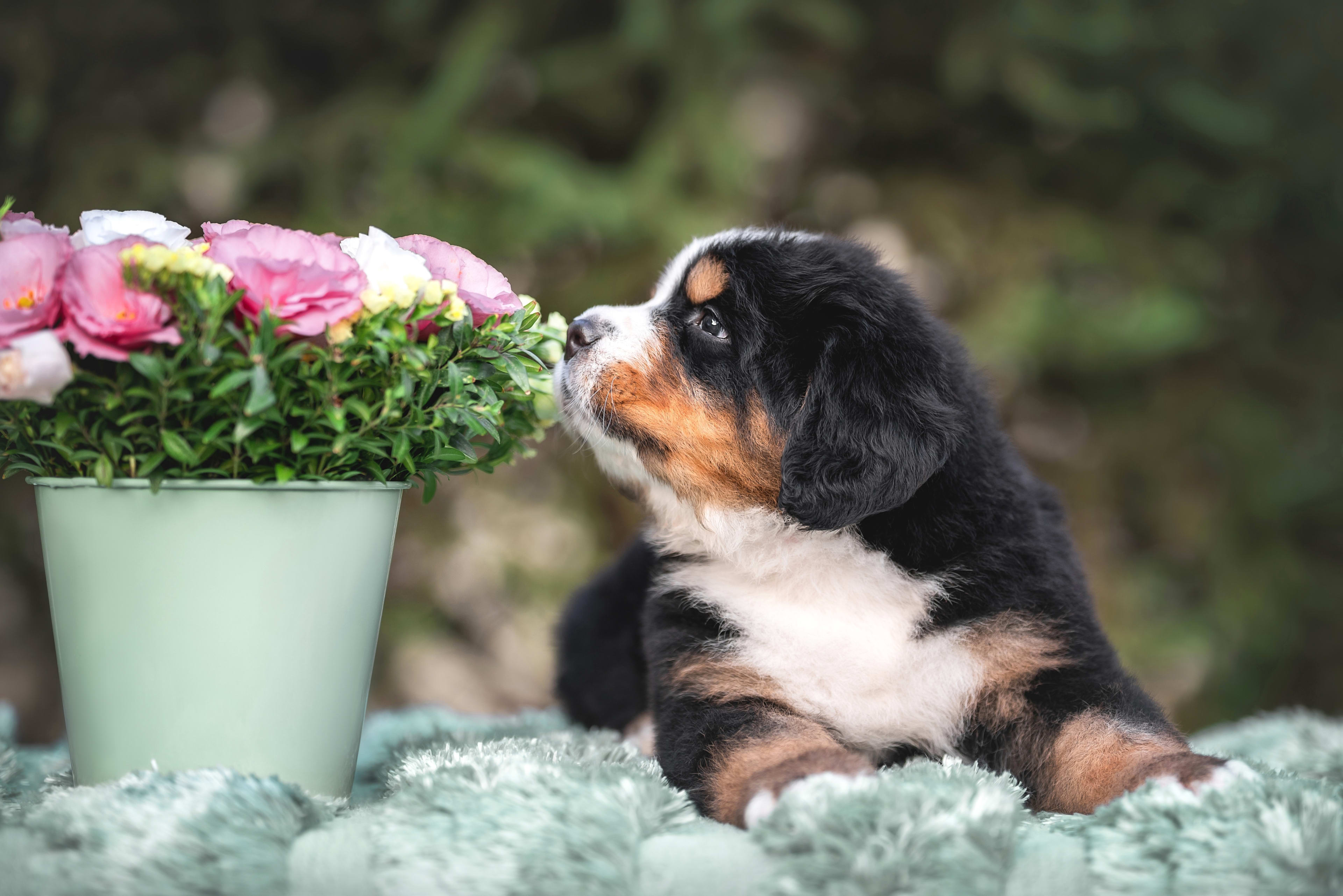 Bernese Mountain Puppy's Heart Nose Has the Internet Smitten - Parade Pets