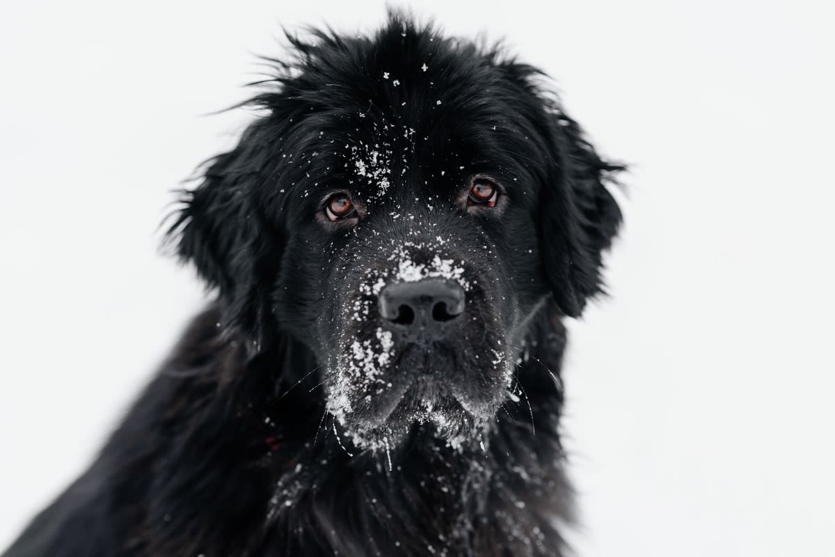 Sweet Newfoundland Pulls His Human Sister Through the Snow Like a Pro ...