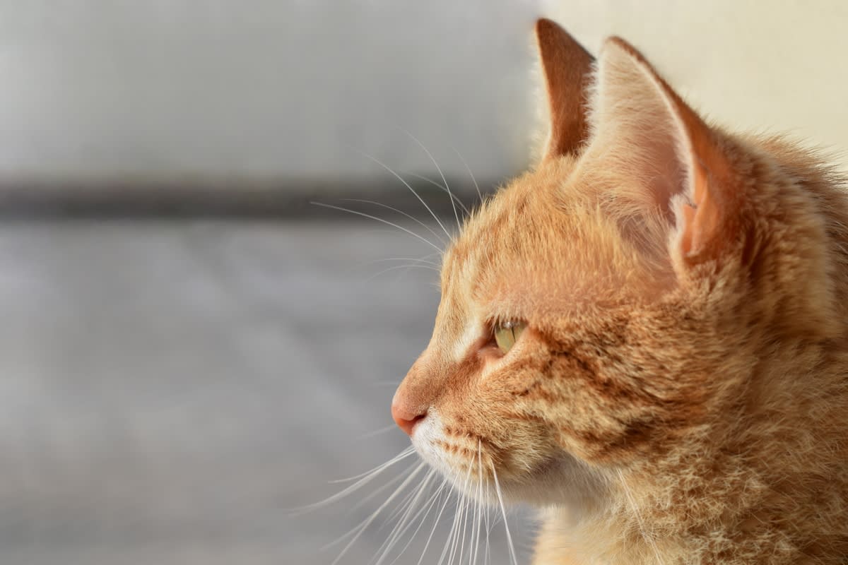 Orange Kitten and Cow Friends Share the Sweetest ‘Spa Day’ - Parade Pets