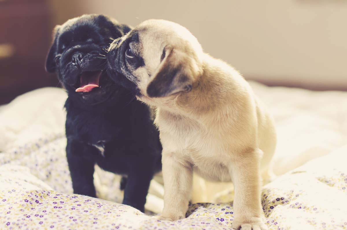 Pug Siblings 'Reunited By Fate' Are the Cutest Bestie Duo We've Ever ...