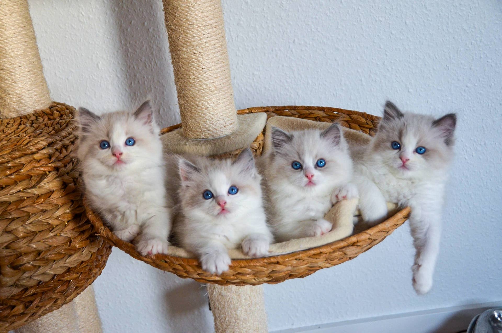 Ragdoll Kittens Adorably Sync Their Pointy, Dark Tails - Parade Pets