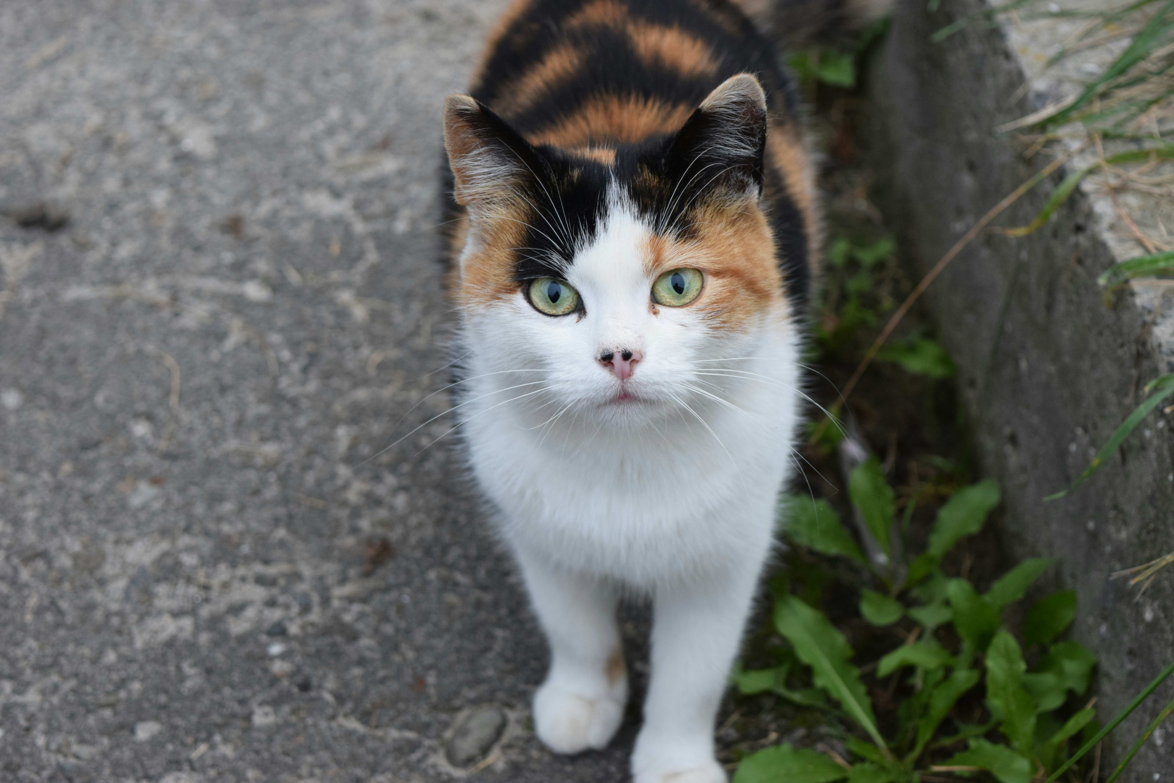 Calico Cat Has Distinct Pattern on Her Back That Looks Like Jesus and ...