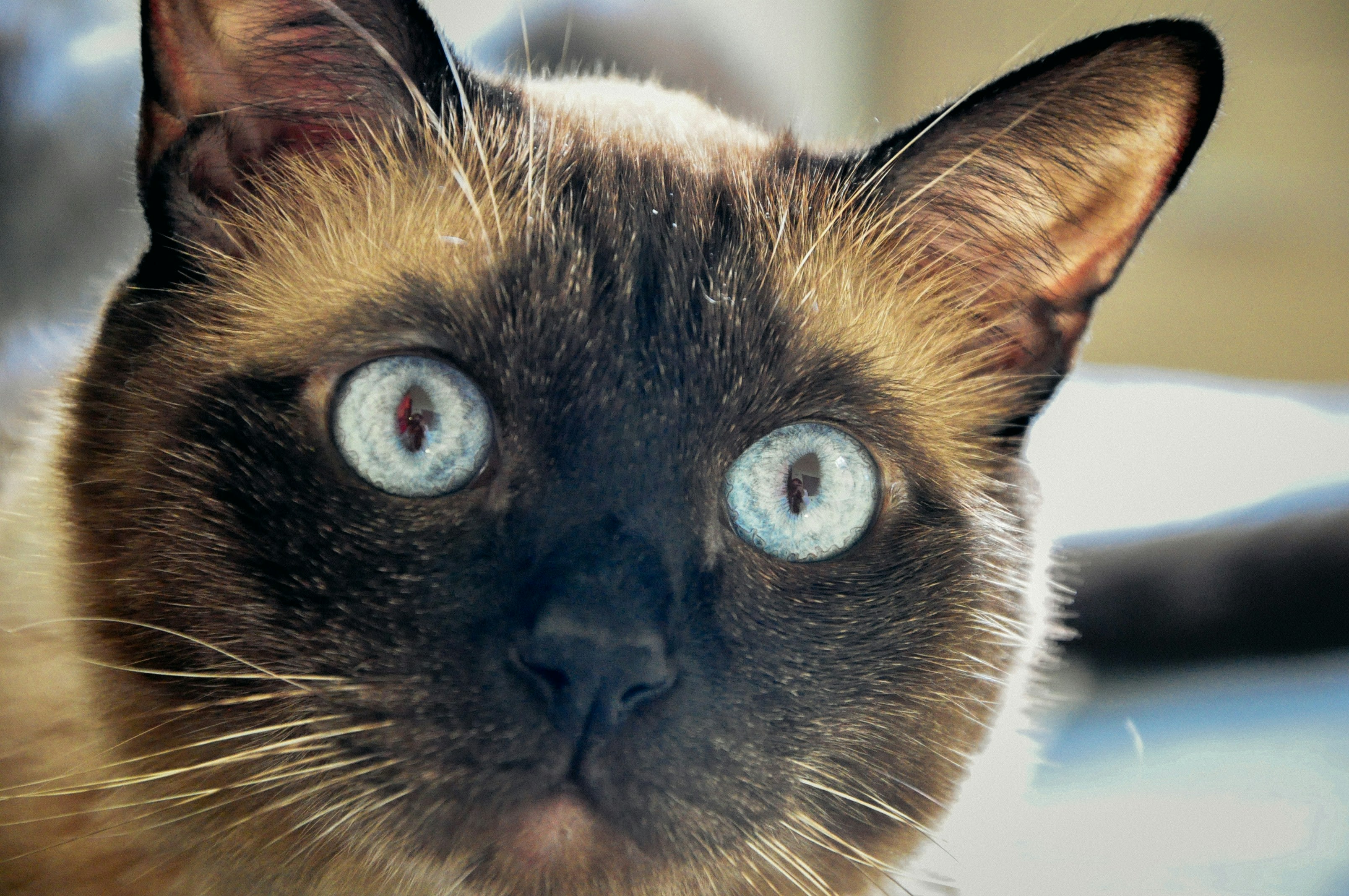 'Talking' Siamese Cat Puts New Kitten in 'Jail' Then Pleads the 5th ...