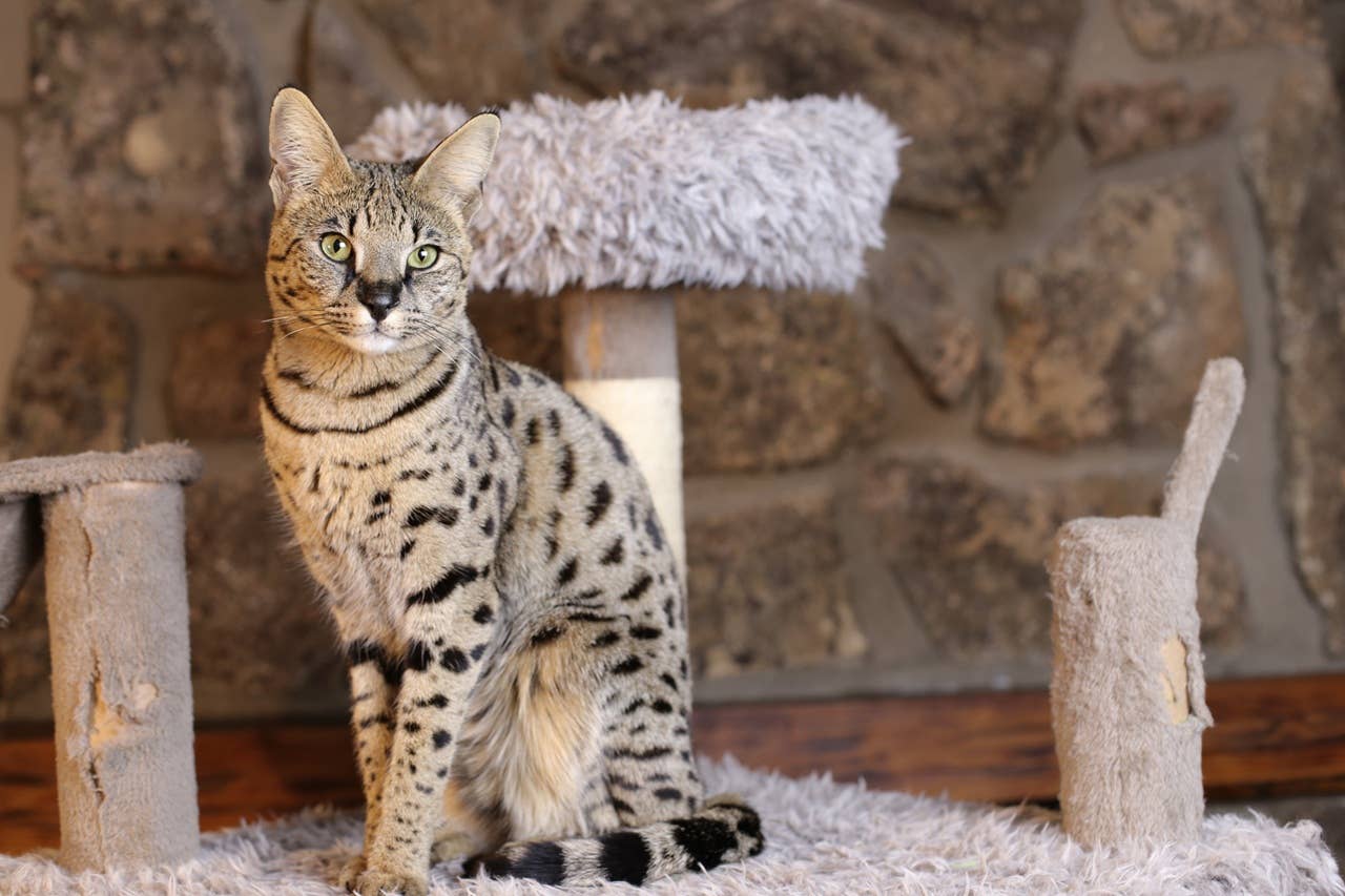 6 Most Expensive Cat Breeds in 2026, According to Experts - Parade Pets