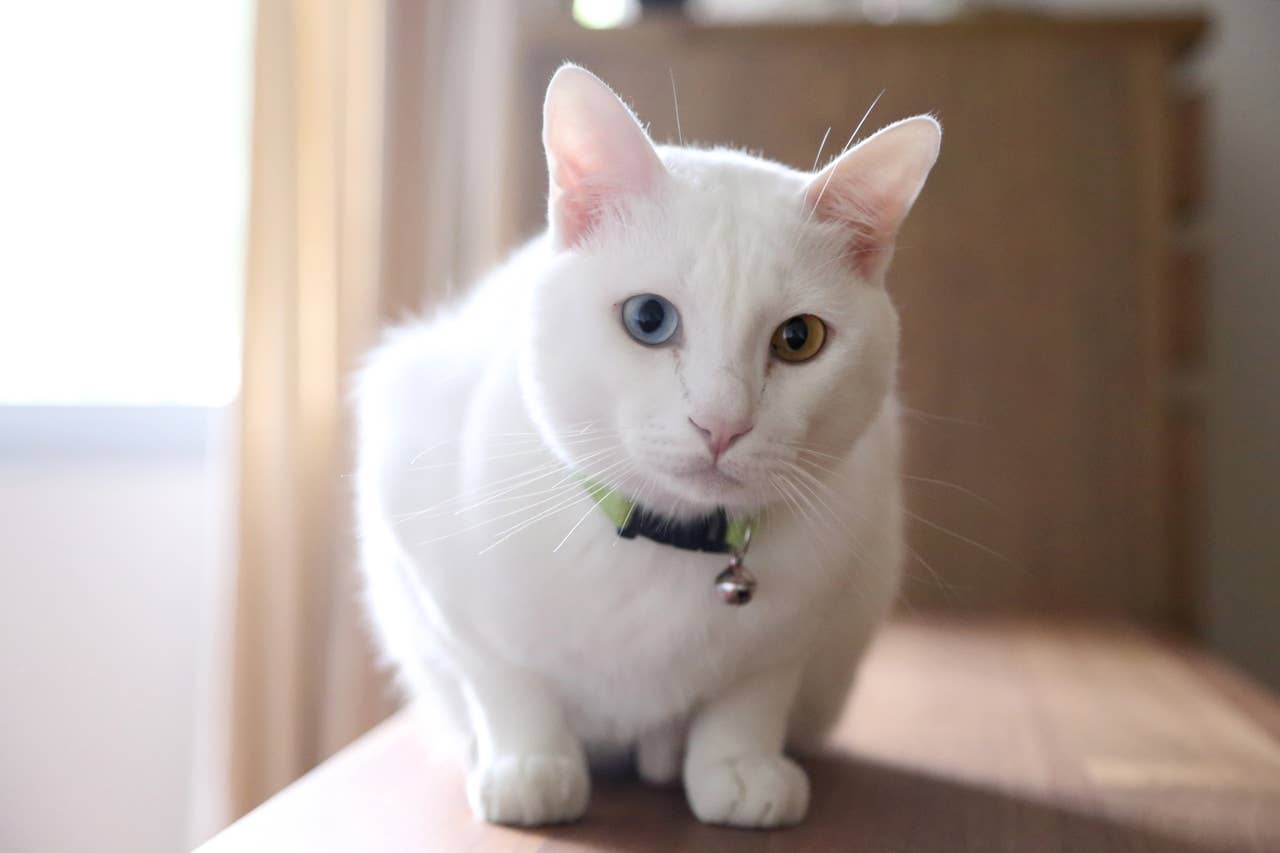 6 Most Expensive Cat Breeds in 2026, According to Experts - Parade Pets
