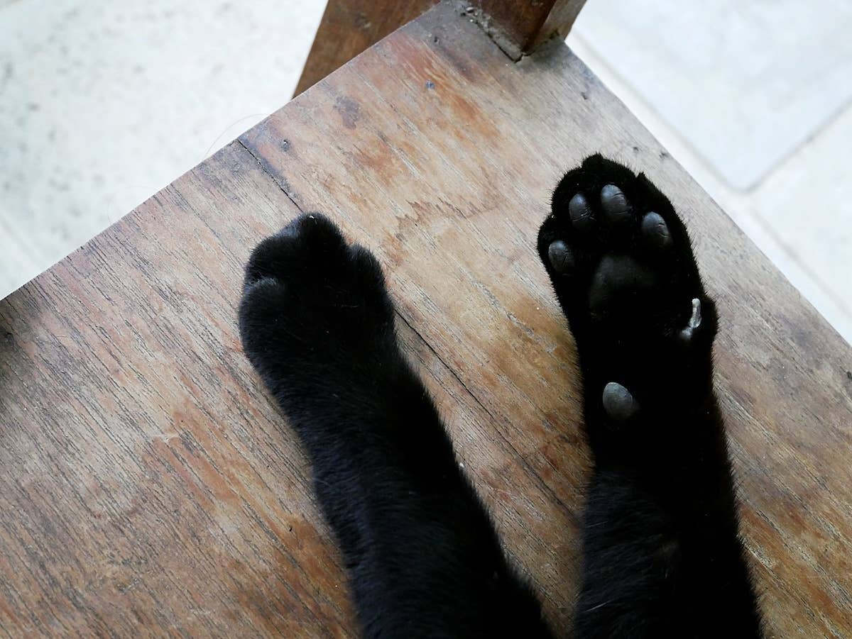 Black Cat’s Brown Body Makes It Look Like He’s Wearing a Fur Jacket ...